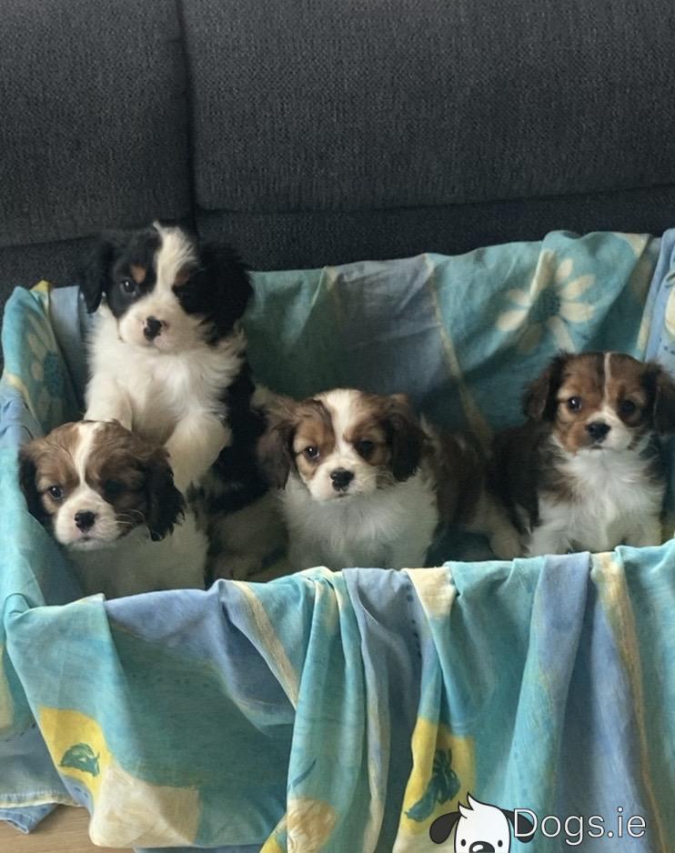Adorable litter of Cavalier King Charles puppies for sale in Mayo - dogs.ie