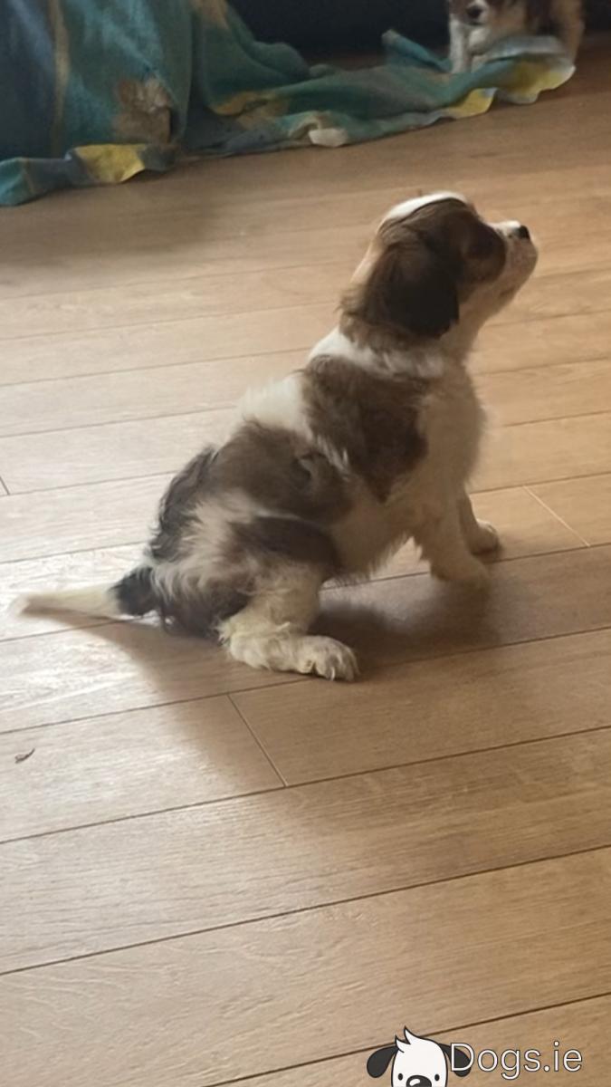 Adorable litter of Cavalier King Charles puppies for sale in Mayo - dogs.ie