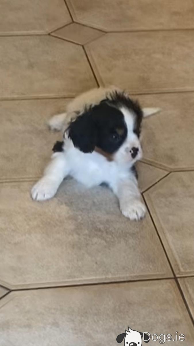 Adorable litter of Cavalier King Charles puppies for sale in Mayo - dogs.ie