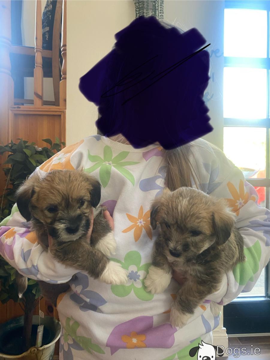 2 female Yorkshire Terrier x Bichon Frise puppies in Wexford - 10 weeks ...