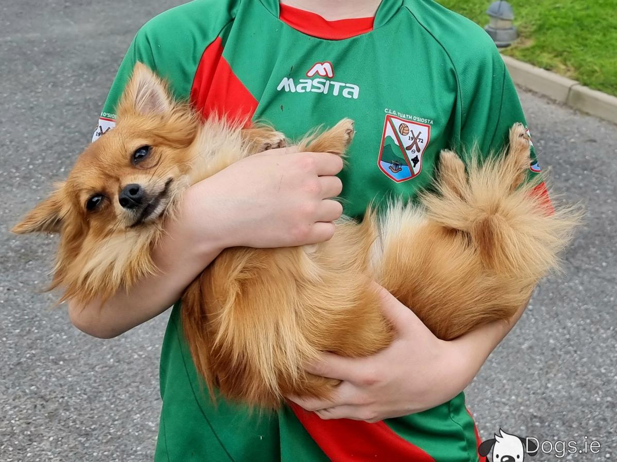 Two Purebred Long Haired Chihuahua puppies in Kerry - dogs.ie