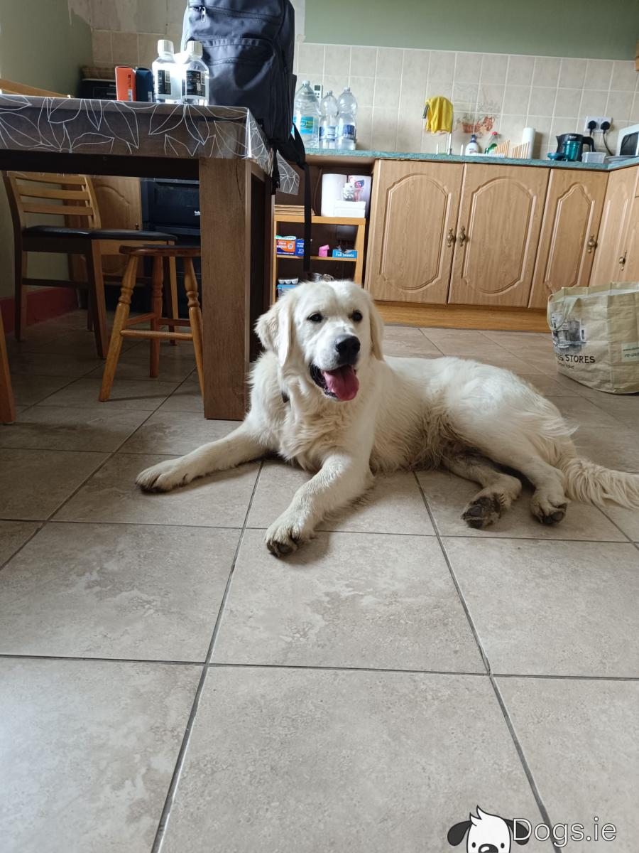 Beautiful Male Golden Retriever - dogs.ie