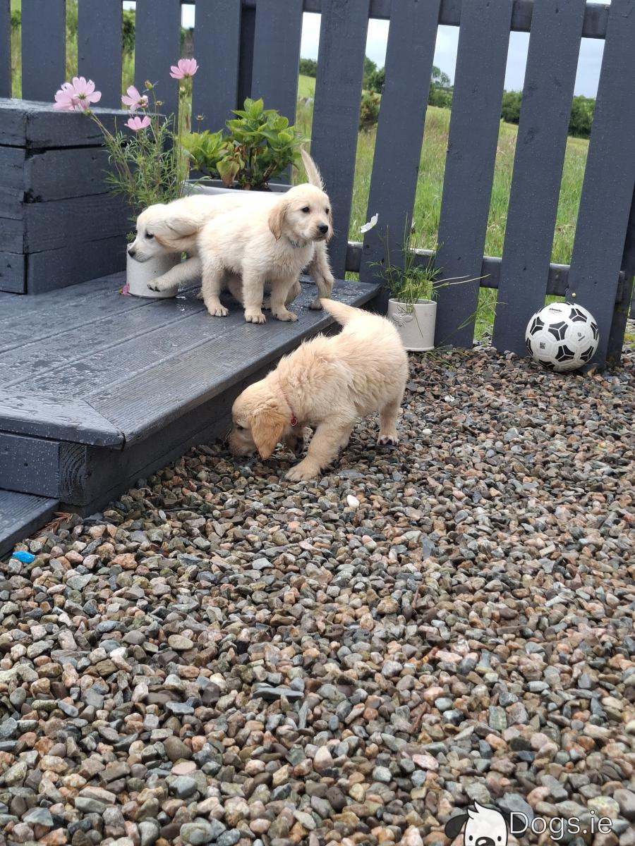 Beautiful purebred Golden Retriever pups for sale in Monaghan - dogs.ie