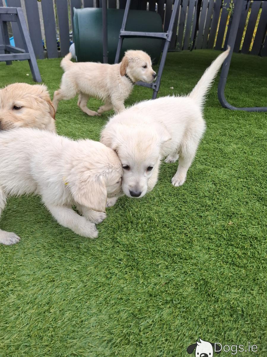 Beautiful purebred Golden Retriever pups for sale in Monaghan - dogs.ie