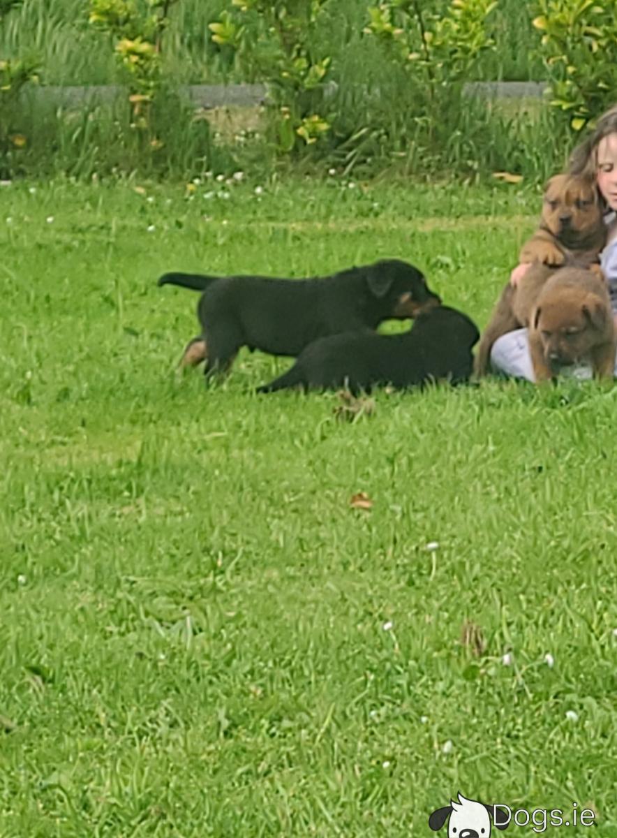 Dogue De Bordeaux X Rottweiler puppies in Roscommon - dogs.ie