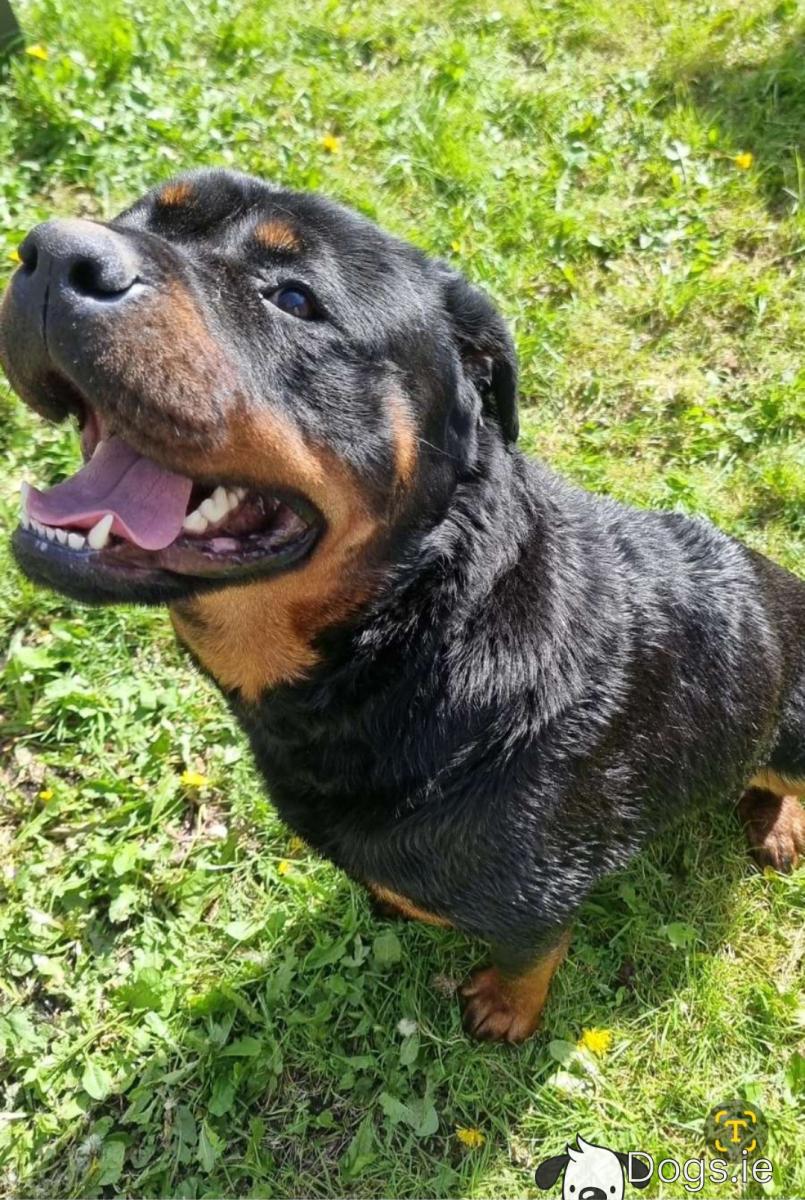 Dogue De Bordeaux X Rottweiler puppies in Roscommon - dogs.ie