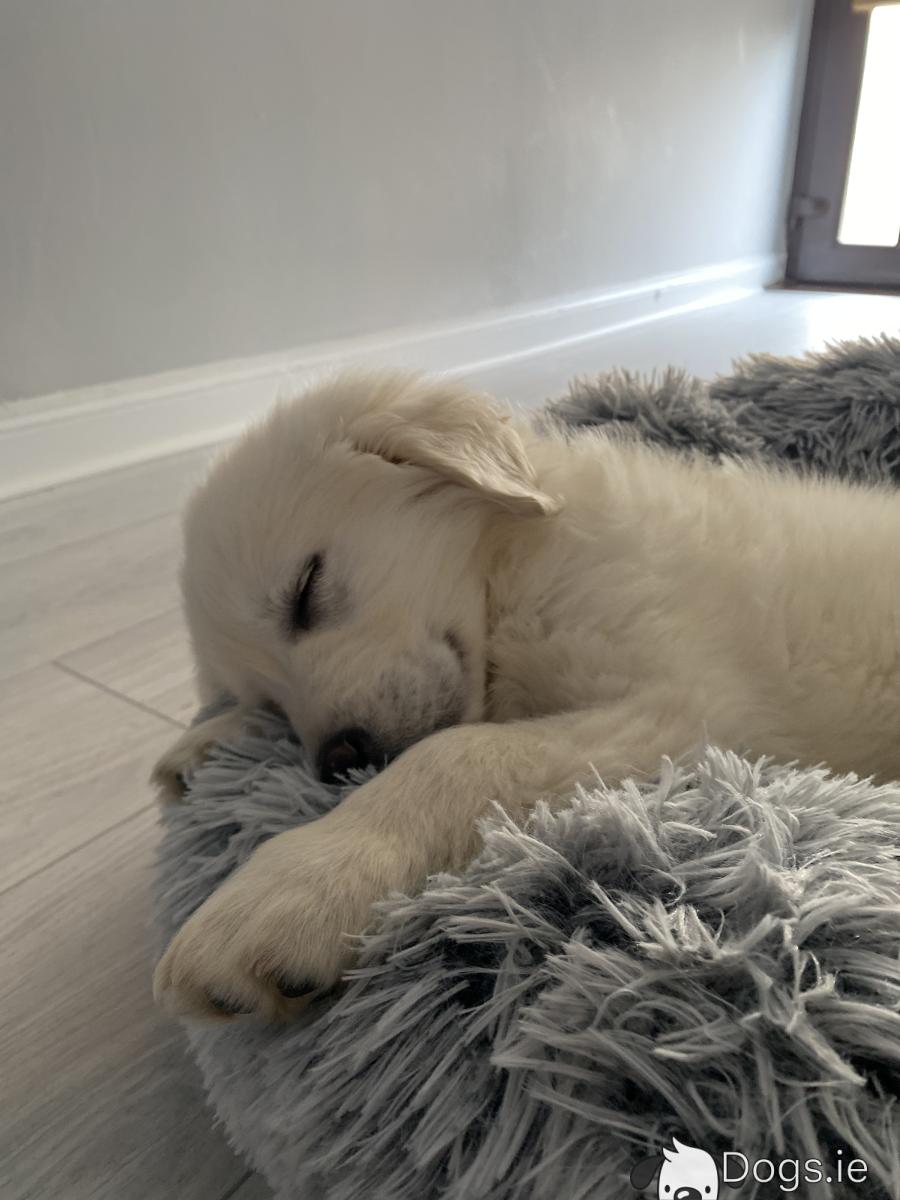 Duffy is a 2 year old male Golden Retriever in Dublin - very sweet dog ...