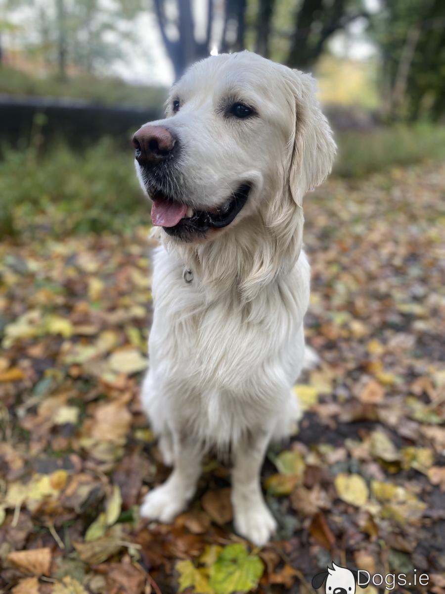 Duffy is a 2 year old male Golden Retriever in Dublin - very sweet dog ...