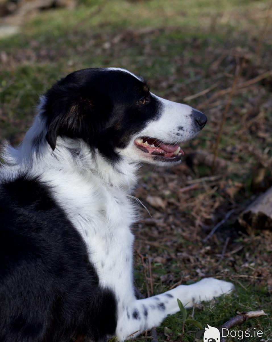 Willow is a 2 year old Border Collie in Wexford Seeking a Loving New ...