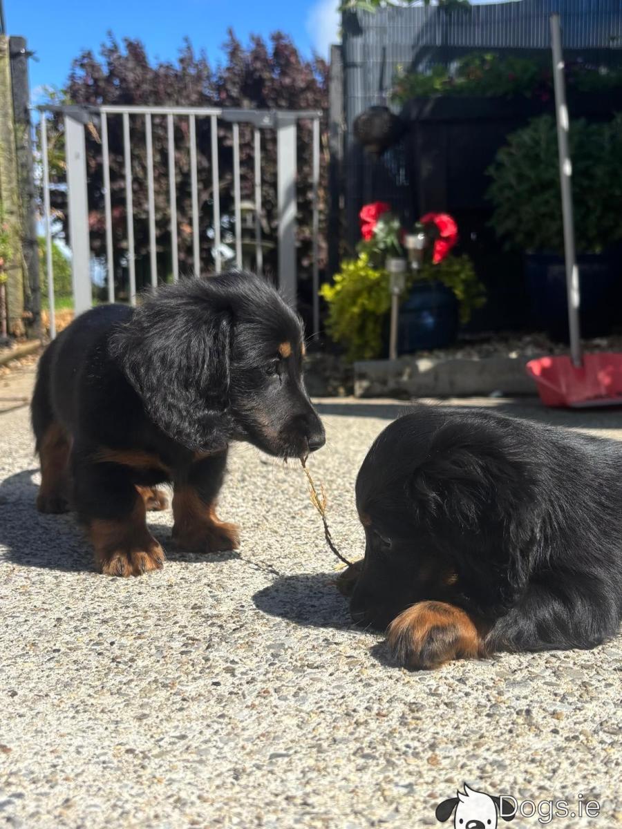 Adorable IKC Registered (pending) miniature Long Haired Dachshund ...