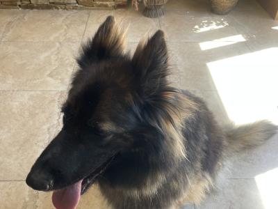 7 year old German Shepherd - dogs.ie