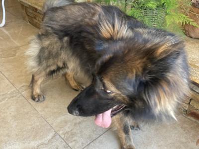 7 year old German Shepherd - dogs.ie