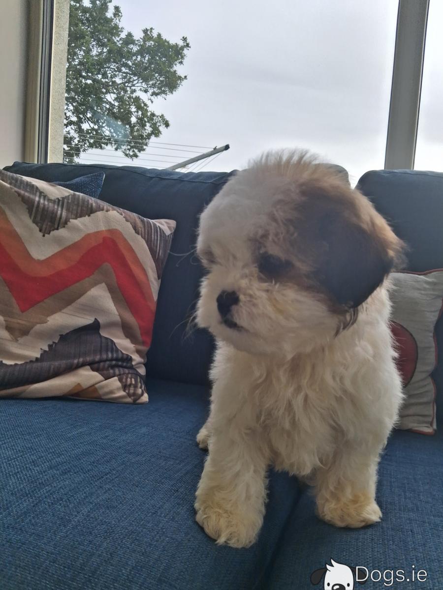 Cavapoochon puppies in Clare - dogs.ie