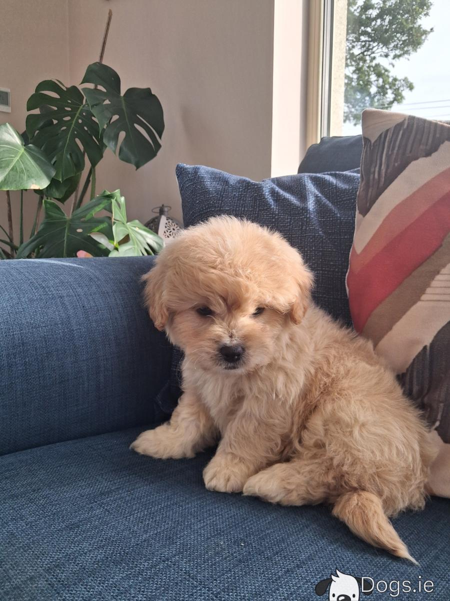 Cavapoochon puppies in Clare - dogs.ie