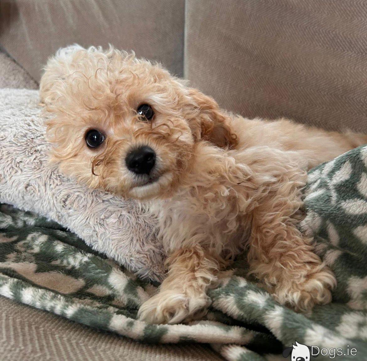 Miniature Maltipoo puppies for sale in Carlow - dogs.ie