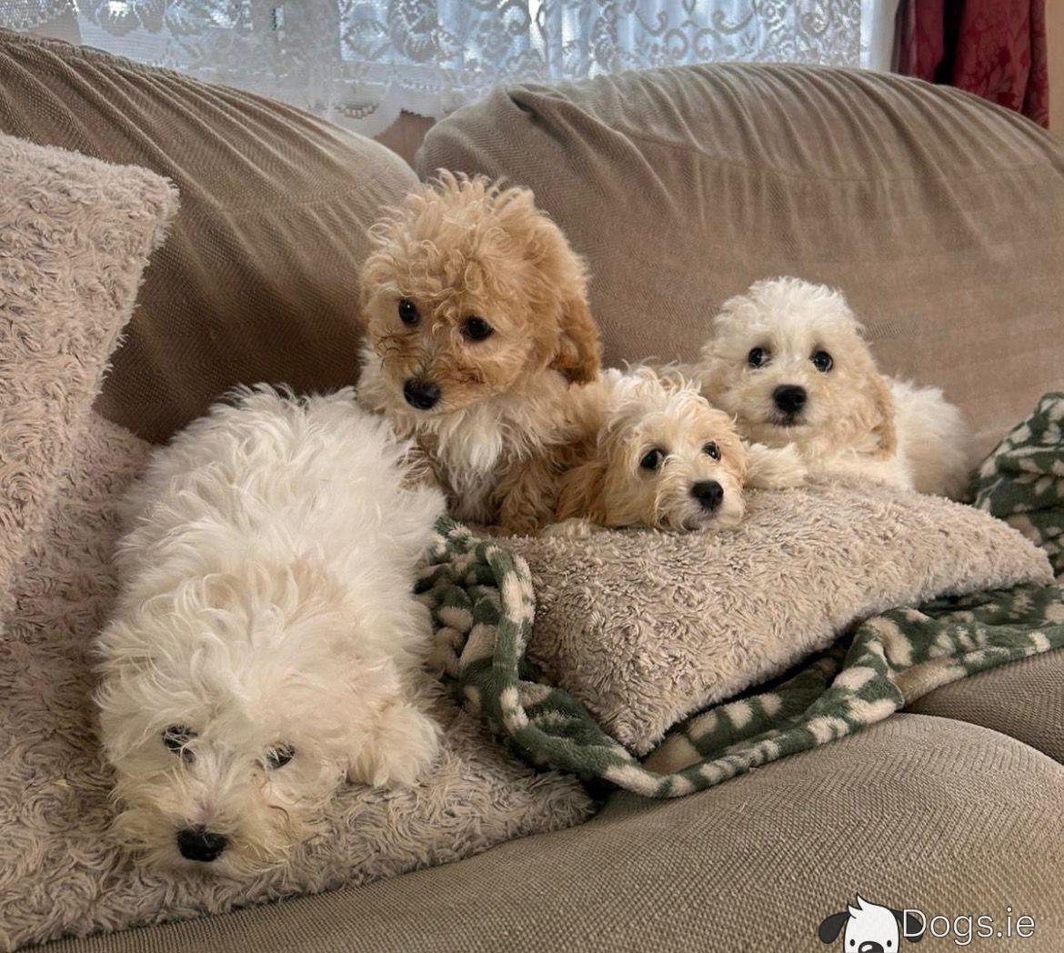 Miniature Maltipoo puppies for sale in Carlow - dogs.ie