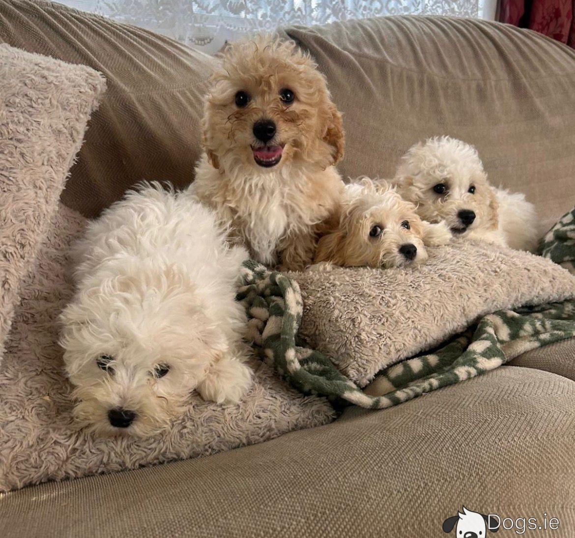 Miniature Maltipoo puppies for sale in Carlow - dogs.ie