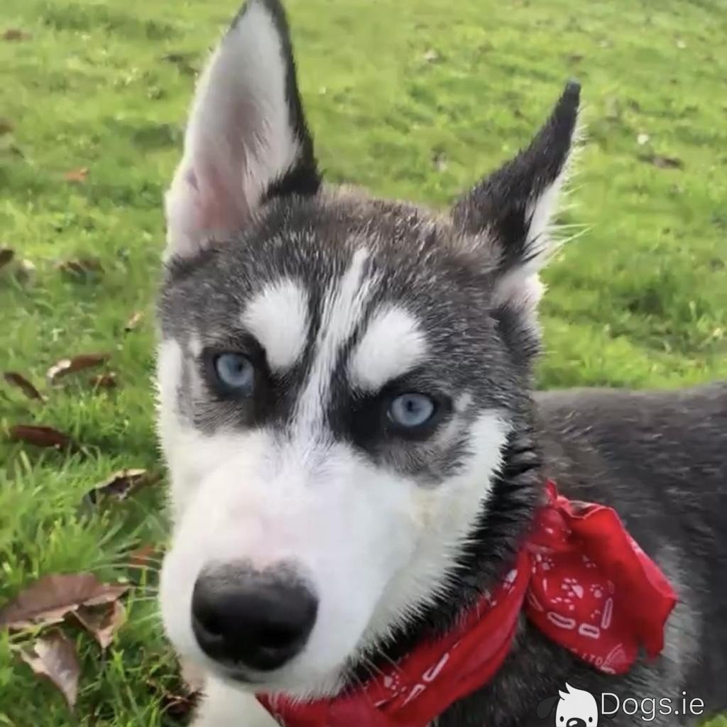How Much Does It Cost To Register A Siberian Husky
