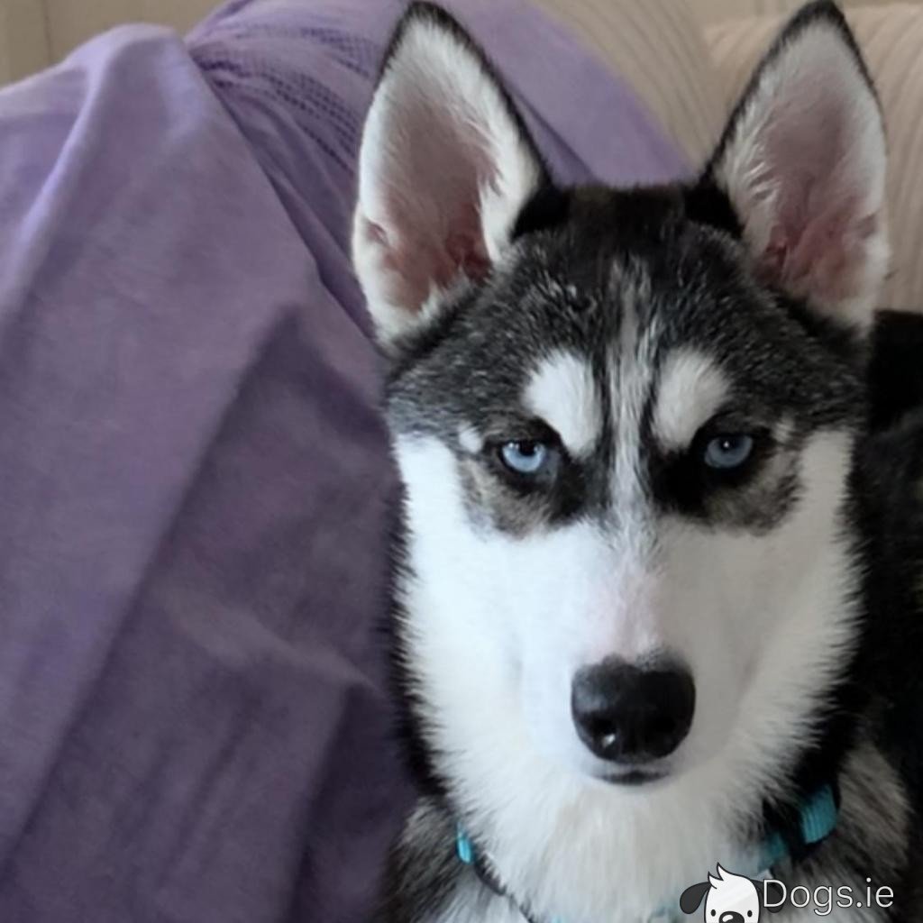 How Much Does It Cost To Register A Siberian Husky