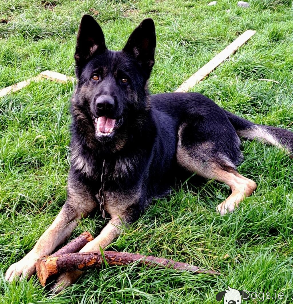 What Is A Good Elbow Score For A German Shepherd