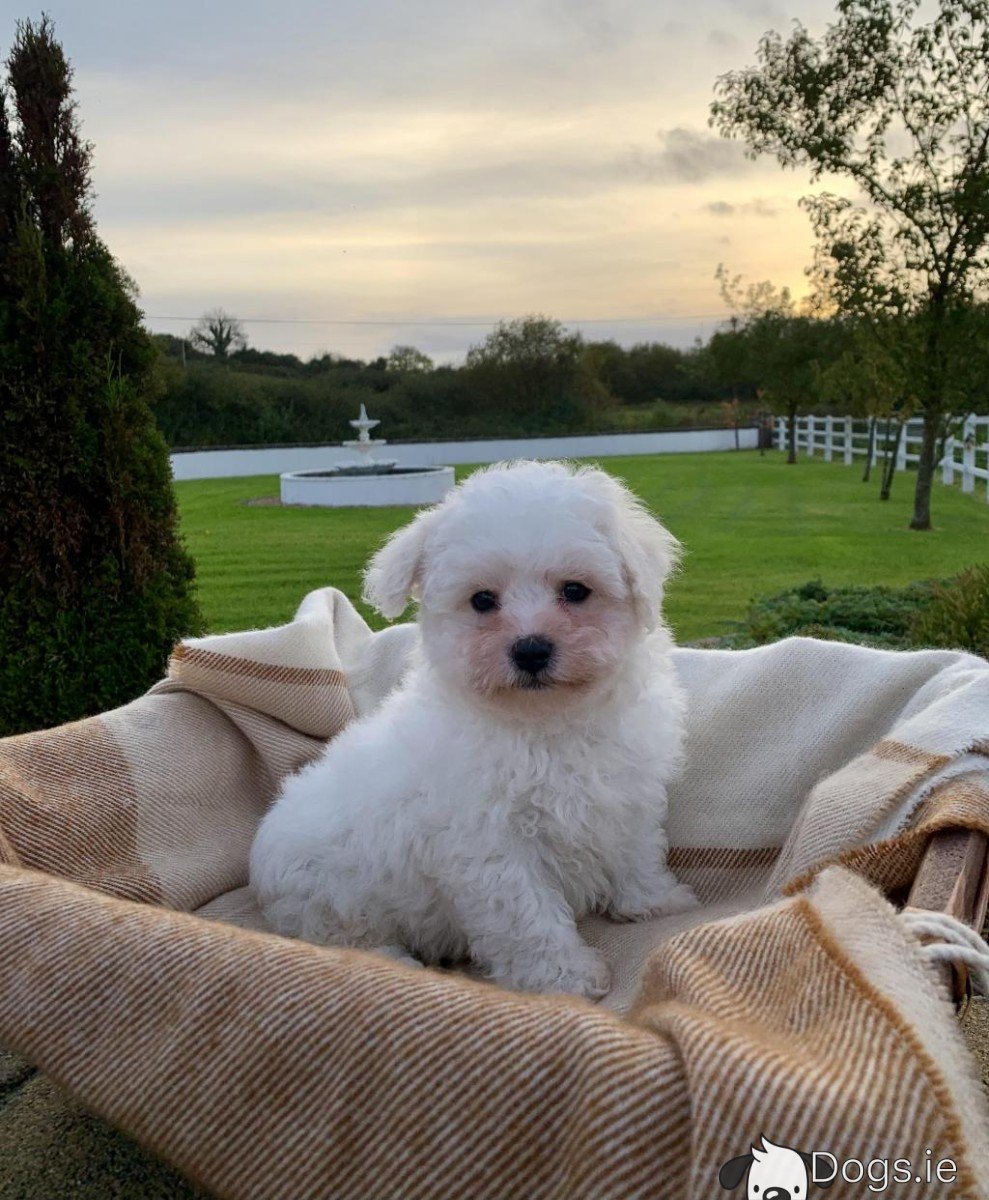 How Much Are Maltichon Puppies