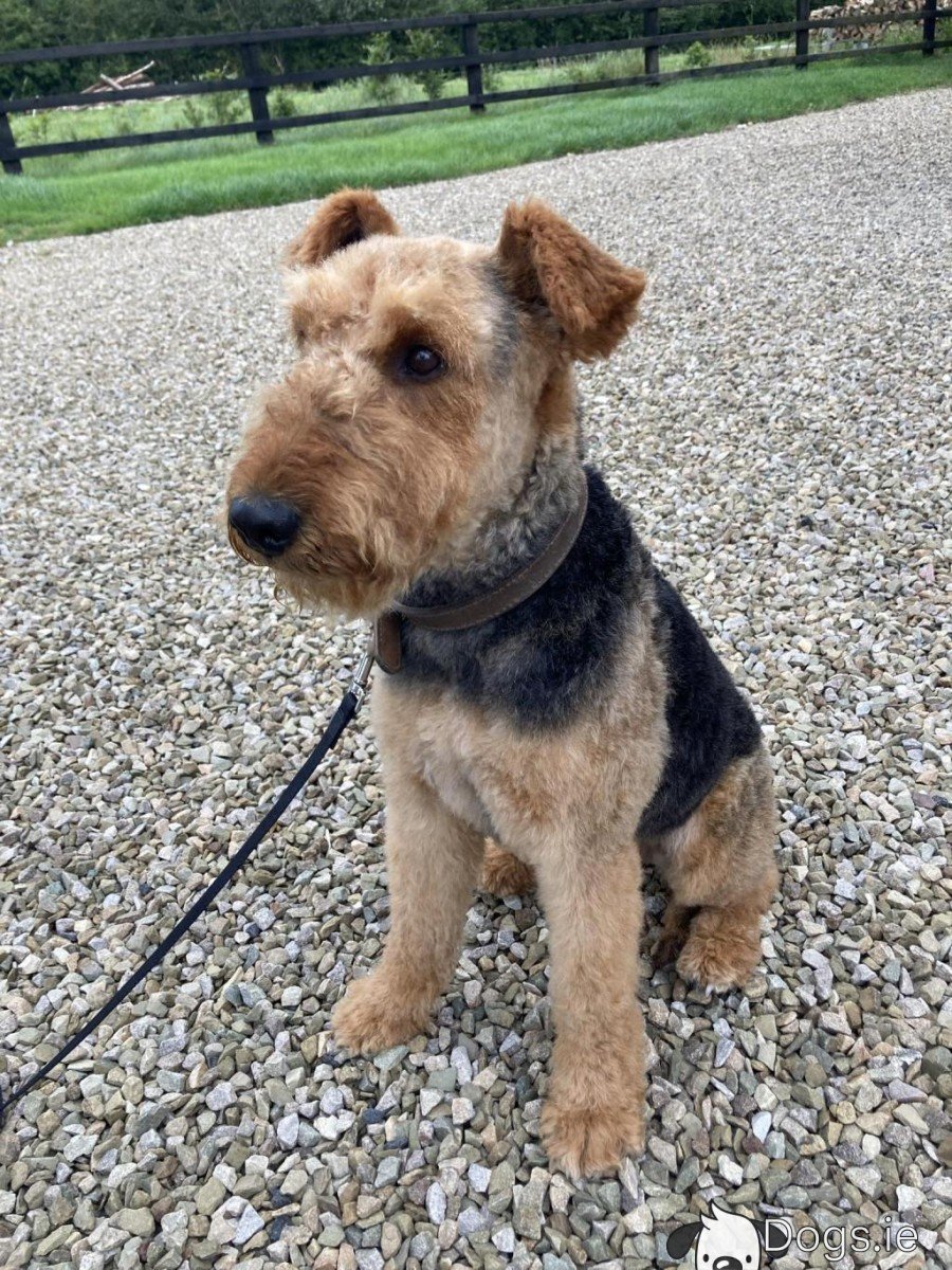 Border Collie Airedale Terrier Mix