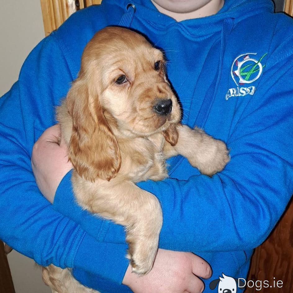 Golden American Cocker Spaniel