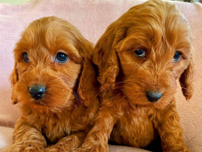 Dogs for sale in Ireland