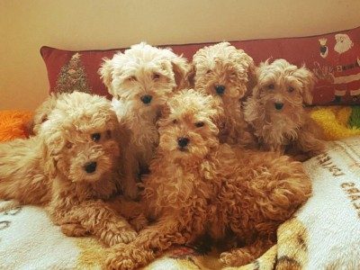 Cavapoo dogs for sale in Ireland