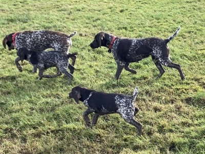 German Shorthaired Pointer dogs for sale in Ireland