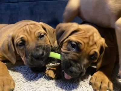 Mastiff dogs for sale in Ireland