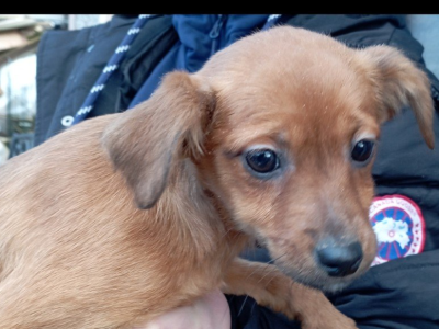 Springer Spaniel dogs for sale in Ireland