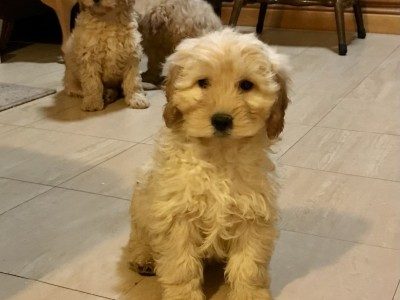 Cockapoo dogs for sale in Ireland