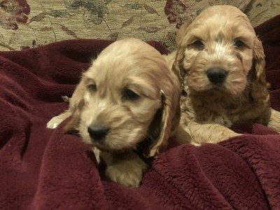 Cockapoo dogs for sale in Ireland