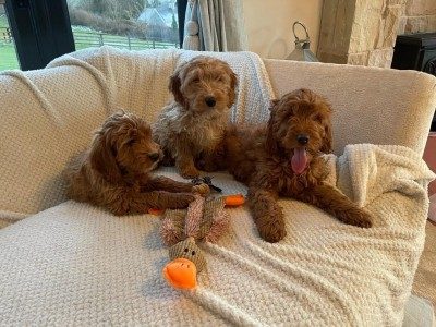 Cockapoo dogs for sale in Ireland