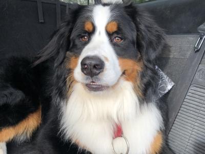 Puppies & Dogs for sale in Ireland - Dogs.ie - dogs.ie
