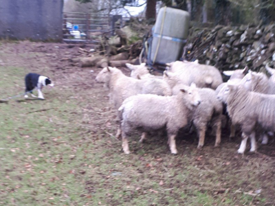 Border Collie dogs for sale in Ireland