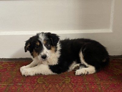 Border Collie dogs for sale in Ireland