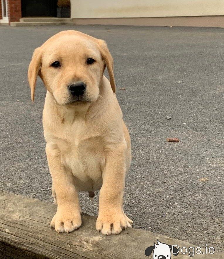 What Does A Purebred Labrador Look Like
