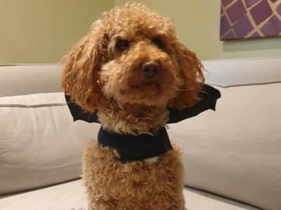 Puppies & Dogs for sale in Ireland - Dogs.ie - dogs.ie