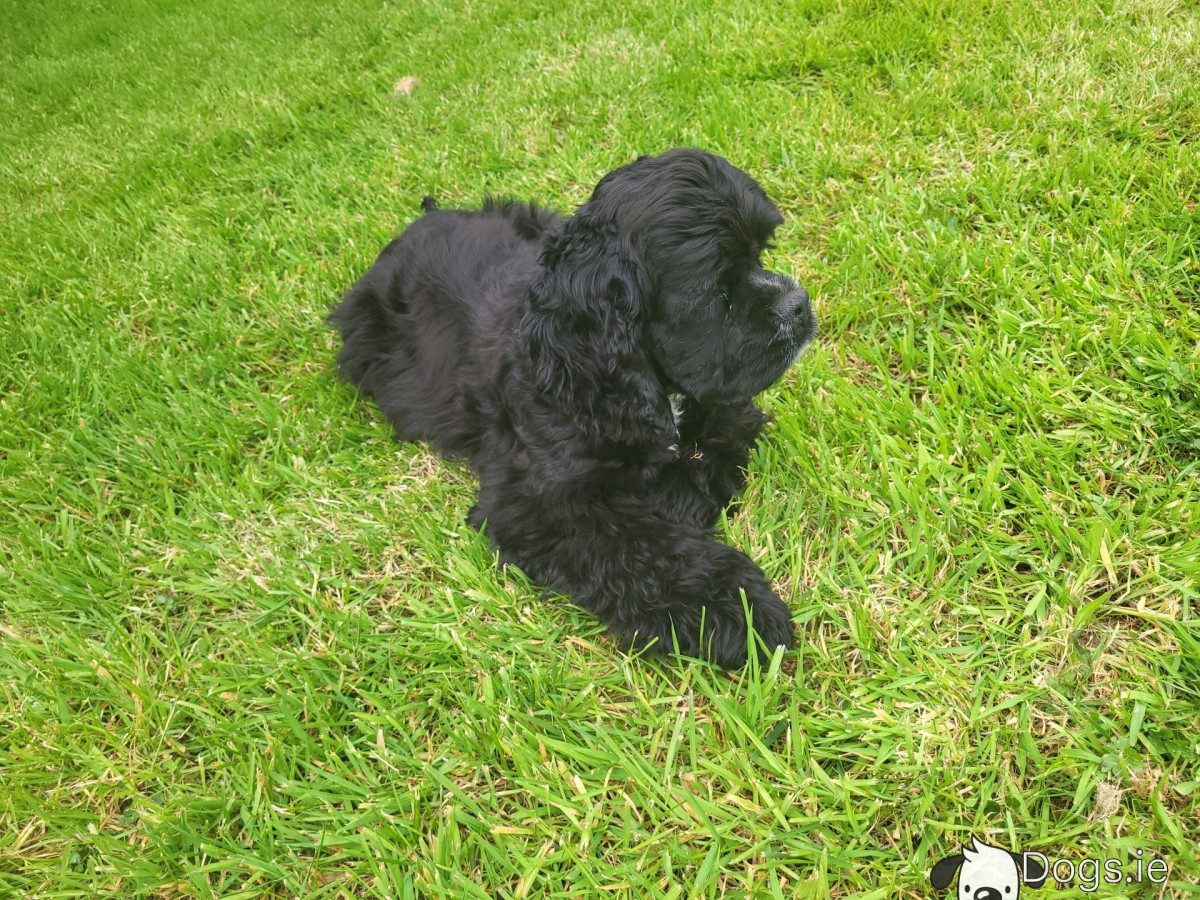 Black American Cocker Spaniel Puppy