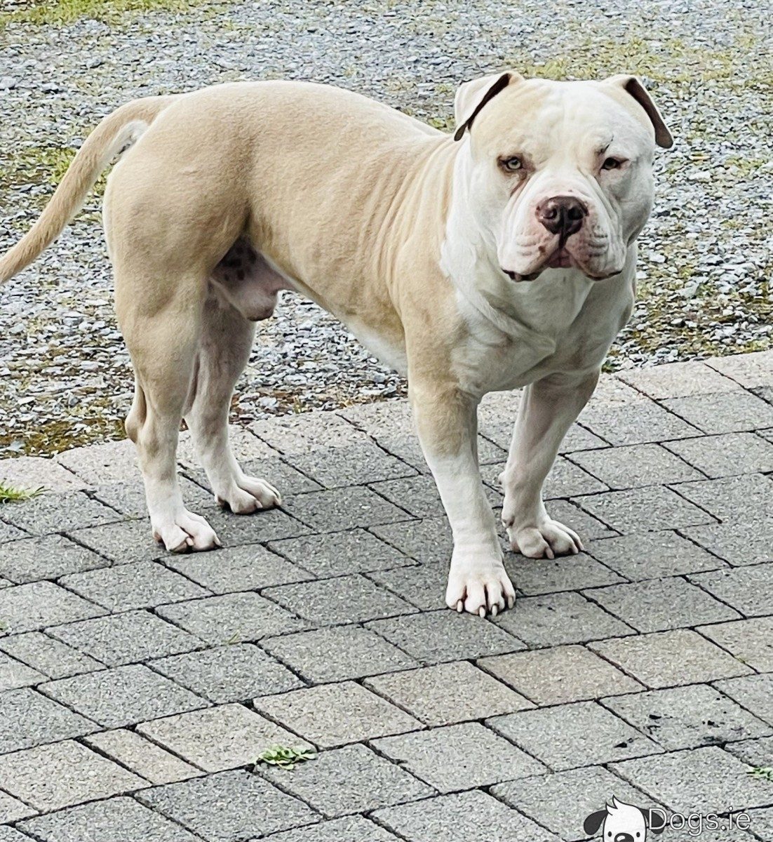 Full Grown Male American Bulldog
