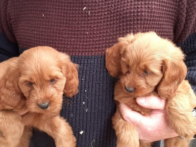 Cockapoo dogs for sale in Ireland