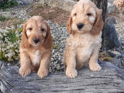 Cockapoo dogs for sale in Ireland