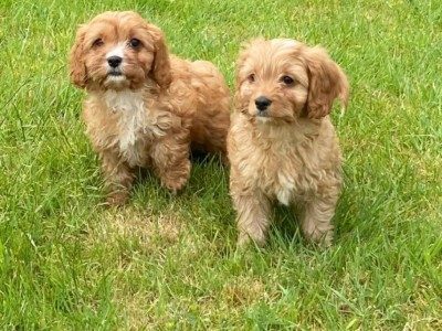 Cavapoo dogs for sale in Ireland