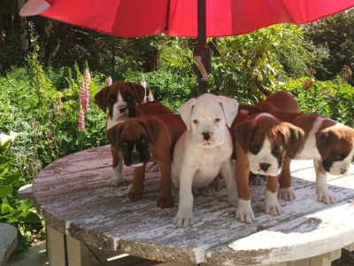 Boxer dogs for sale in Ireland