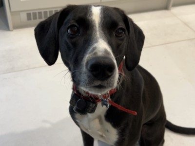 Lurcher dogs for sale in Ireland