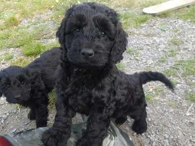 Dogs & Puppies for sale in Cork