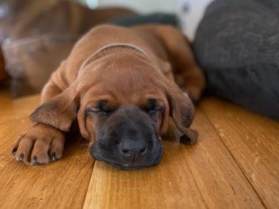 Rhodesian Ridgeback dogs for sale in Ireland