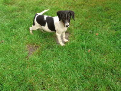 Beagle dogs for sale in Ireland